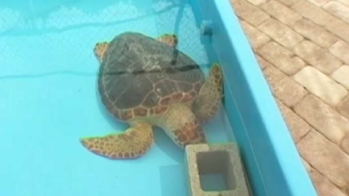 Loggerhead says sea turtles are safe
