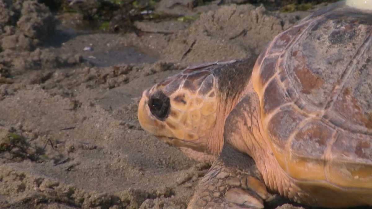 Turtles nursed back to health, returned to ocean off Cape Cod