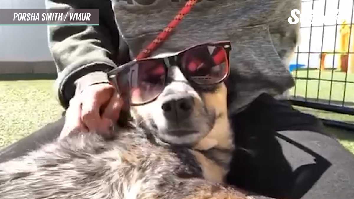 These dogs could star in next 'Baywatch' reboot