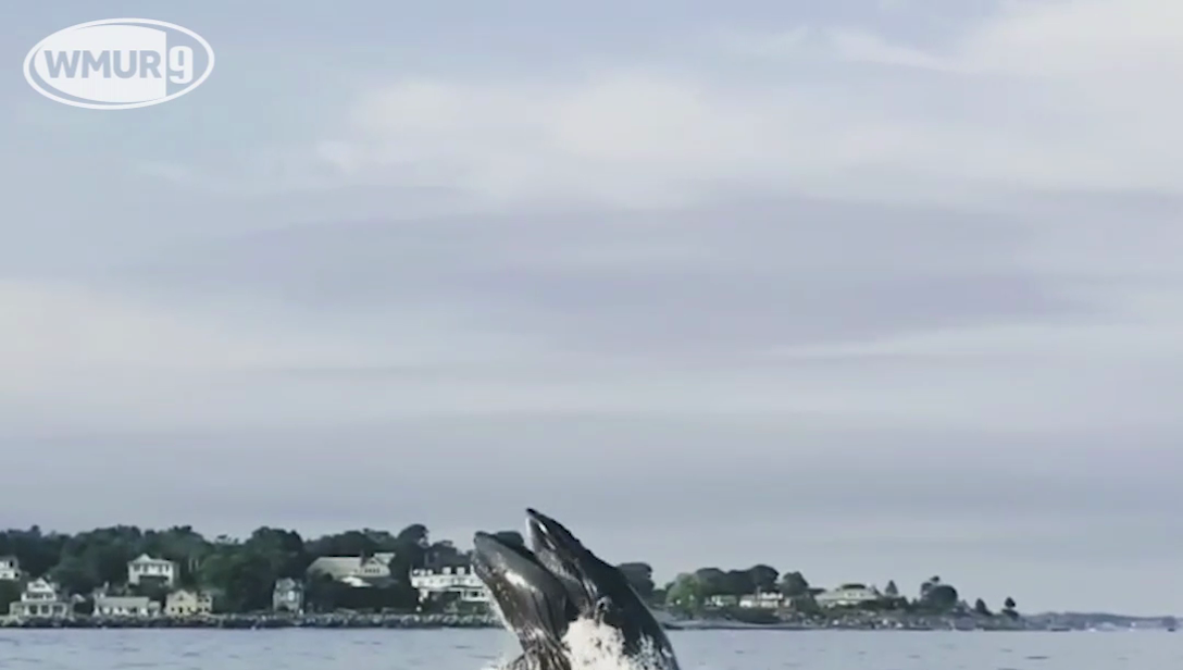 Video: Humpback whale spotted off the coast of Hampton