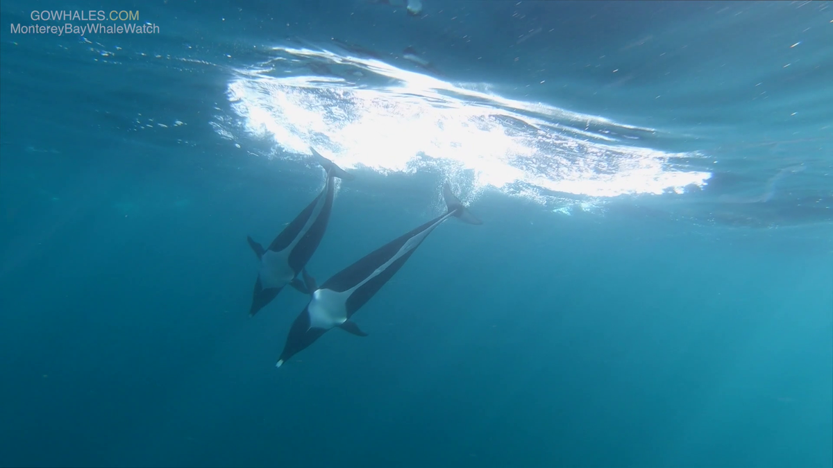 WATCH: Underwater video of Northern right whale dolphins, lunge feeding ...