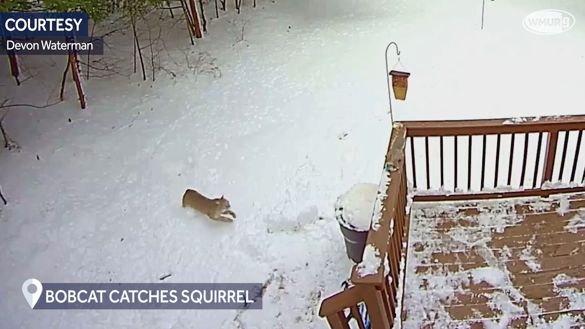 Watch: Bobcat catching squirrel