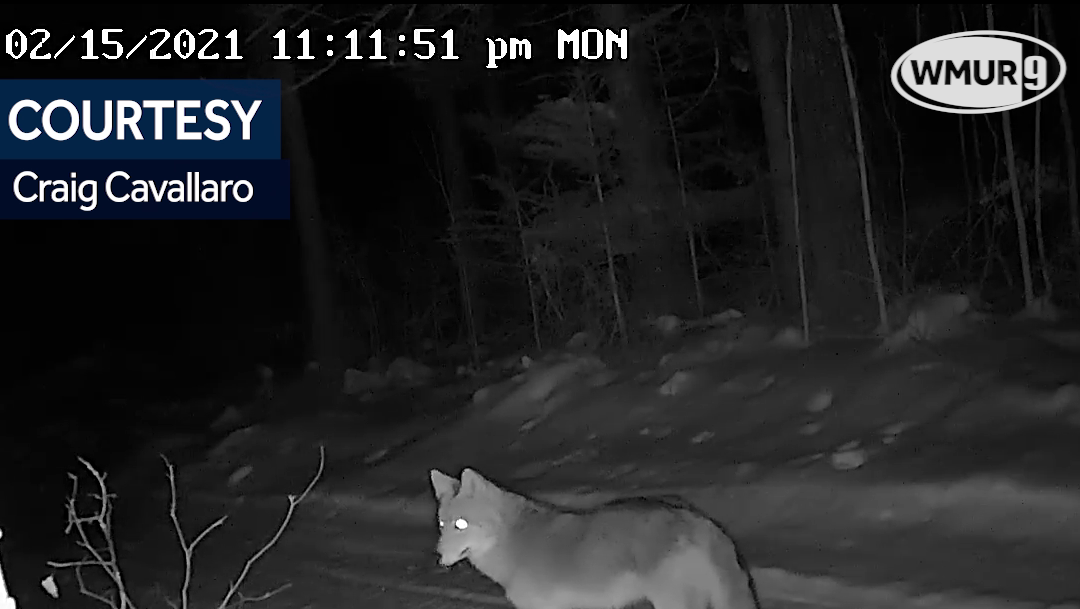 Coyote spotted on trail camera in Whitefield