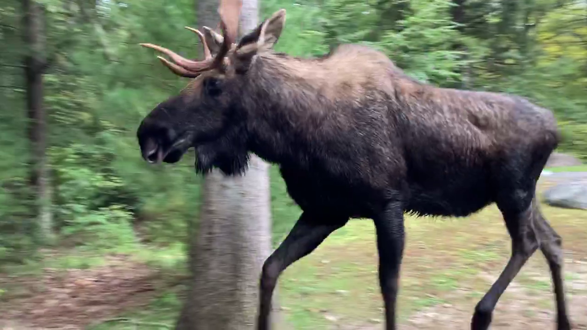 Dunbarton, NH moose video 2021
