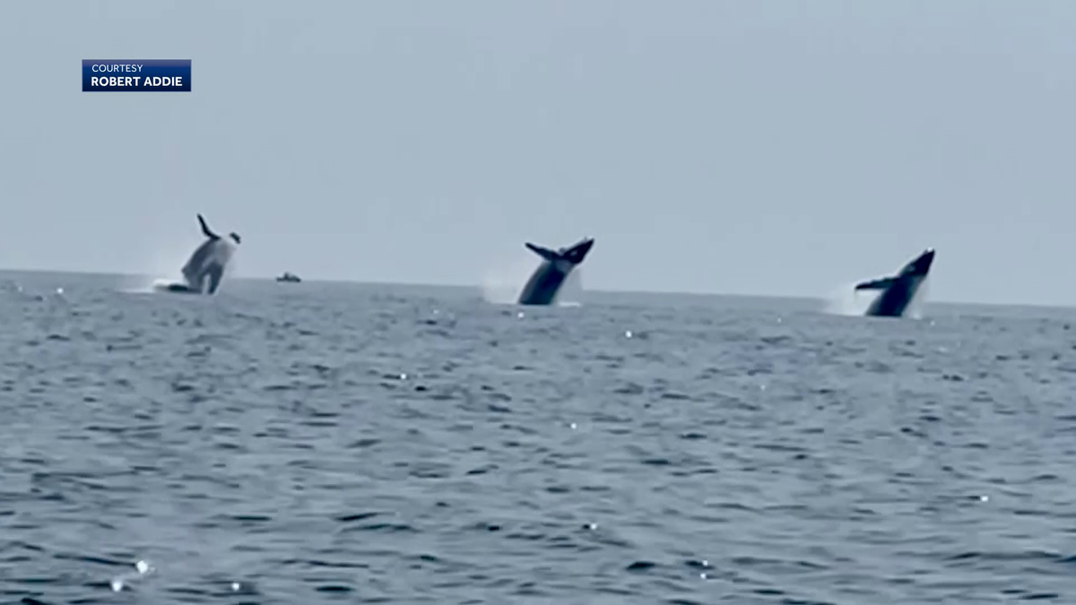 Whales breach in unison off Provincetown