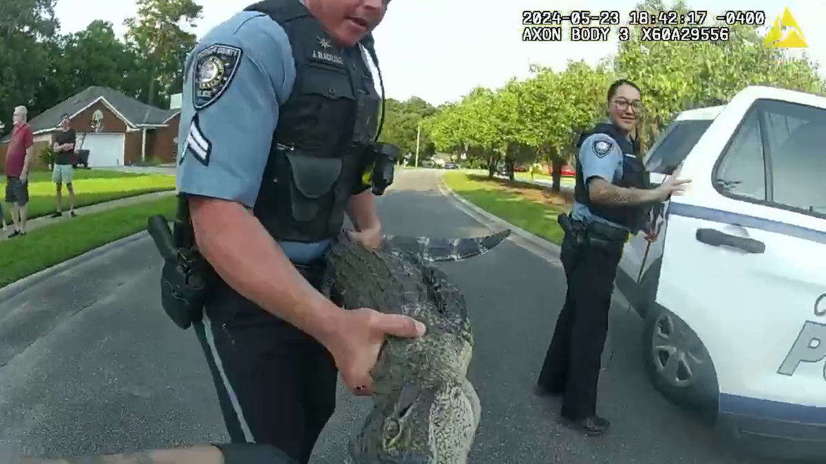 Georgia cop catches gator in neighborhood: video