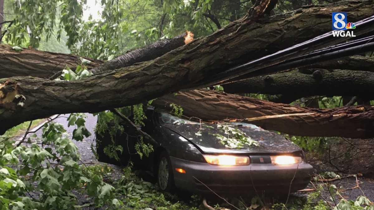 Man narrowly escapes injury when tree crushes car
