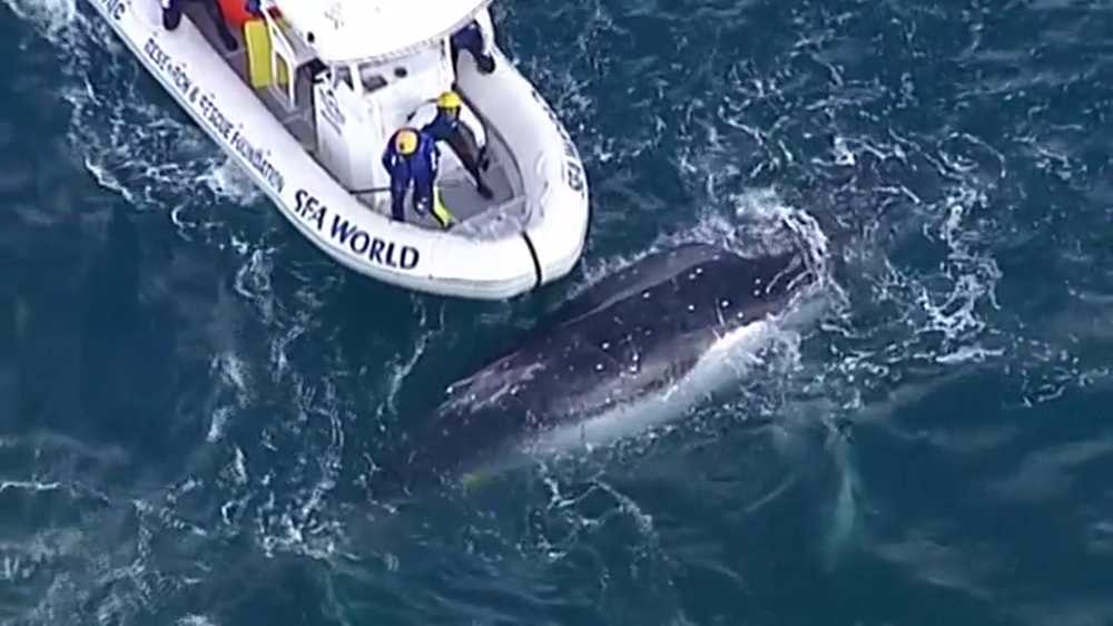 Humpback whale trapped in shark net of Gold Coast, Queensland Australia