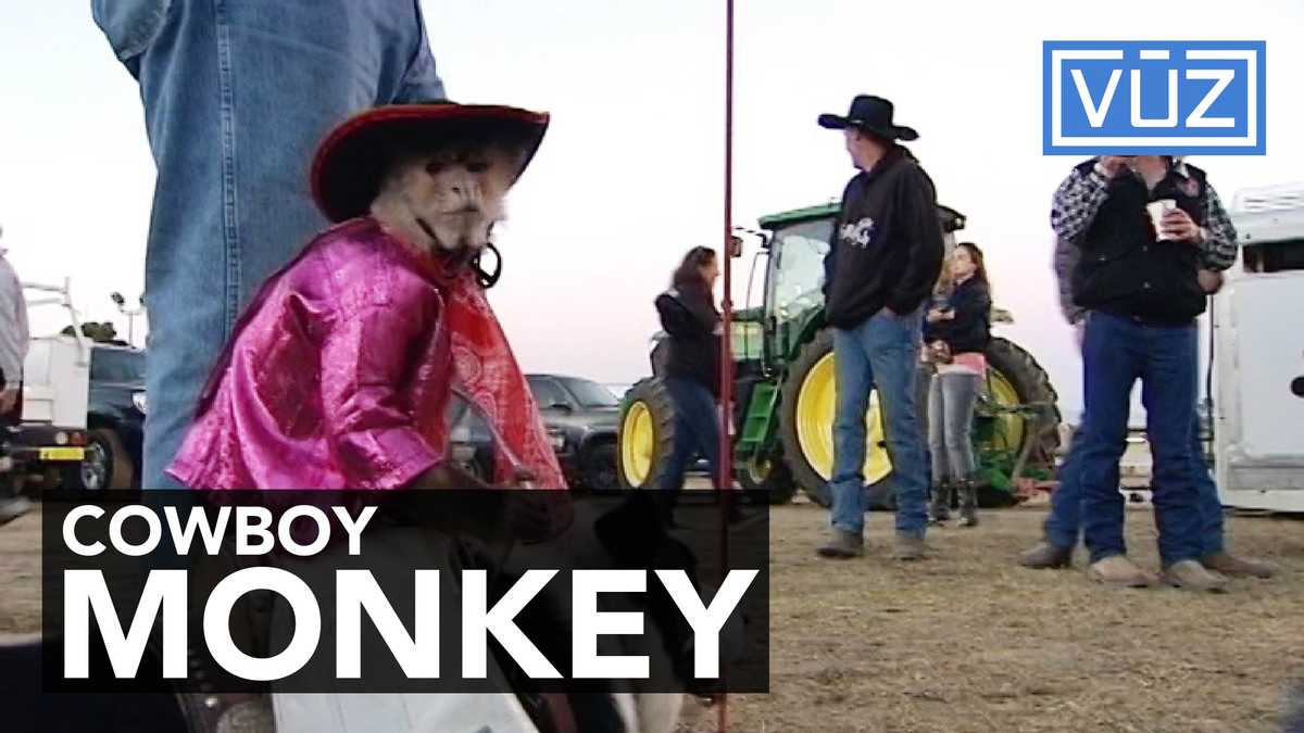 Whiplash the Cowboy Monkey is huge on the rodeo scene