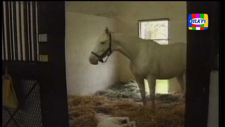 ARCHIVES: In 2002, a very rare white foal was born in Kentucky