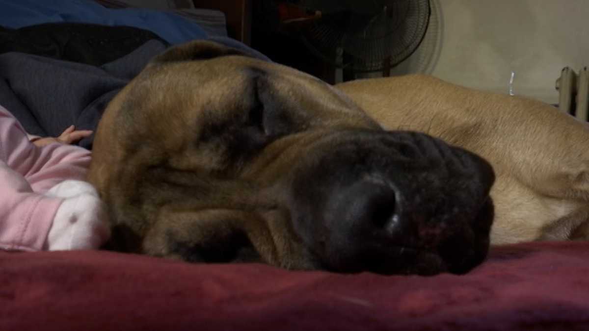 Puppy found after spending 12 days lost in bitter Vermont cold