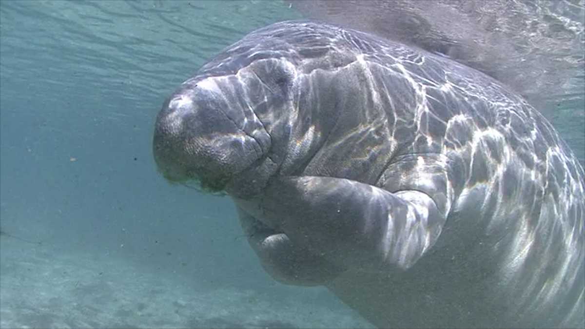These manatees huddle together to stay warm in winter temps