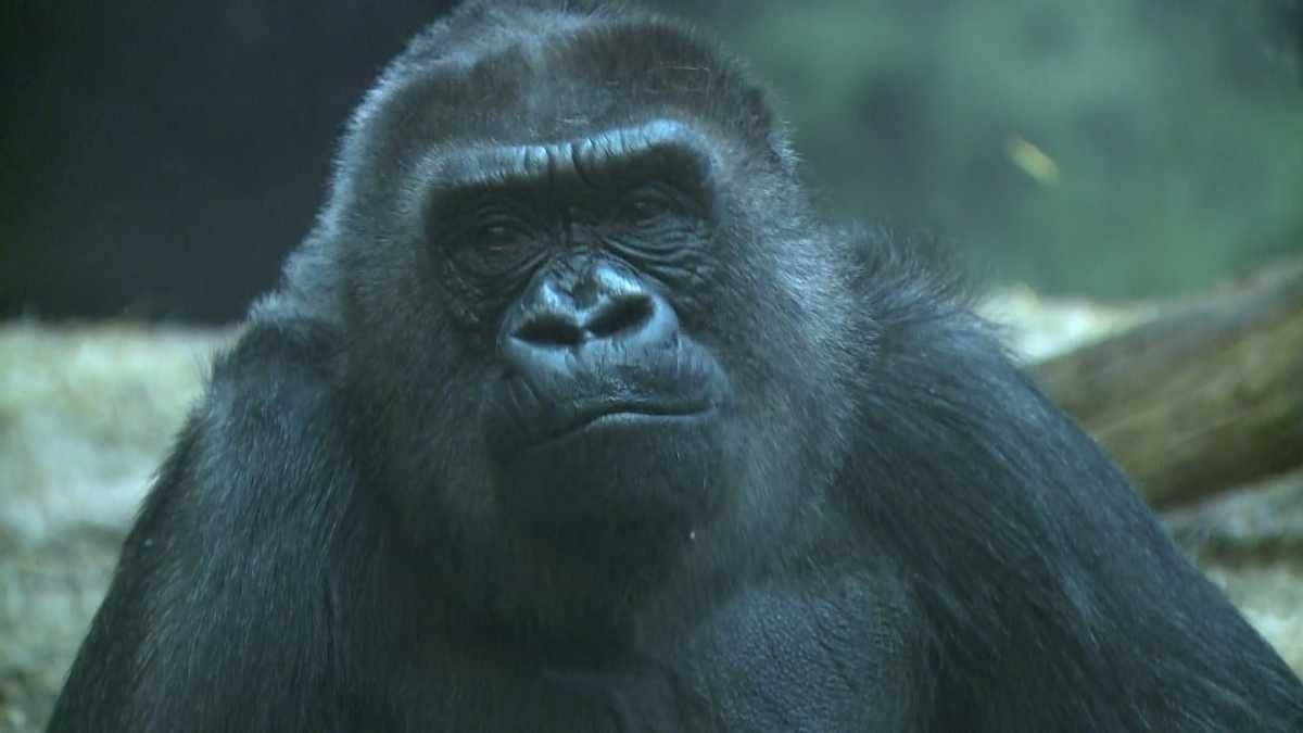 Gorilla gets new life thanks to human heart procedure
