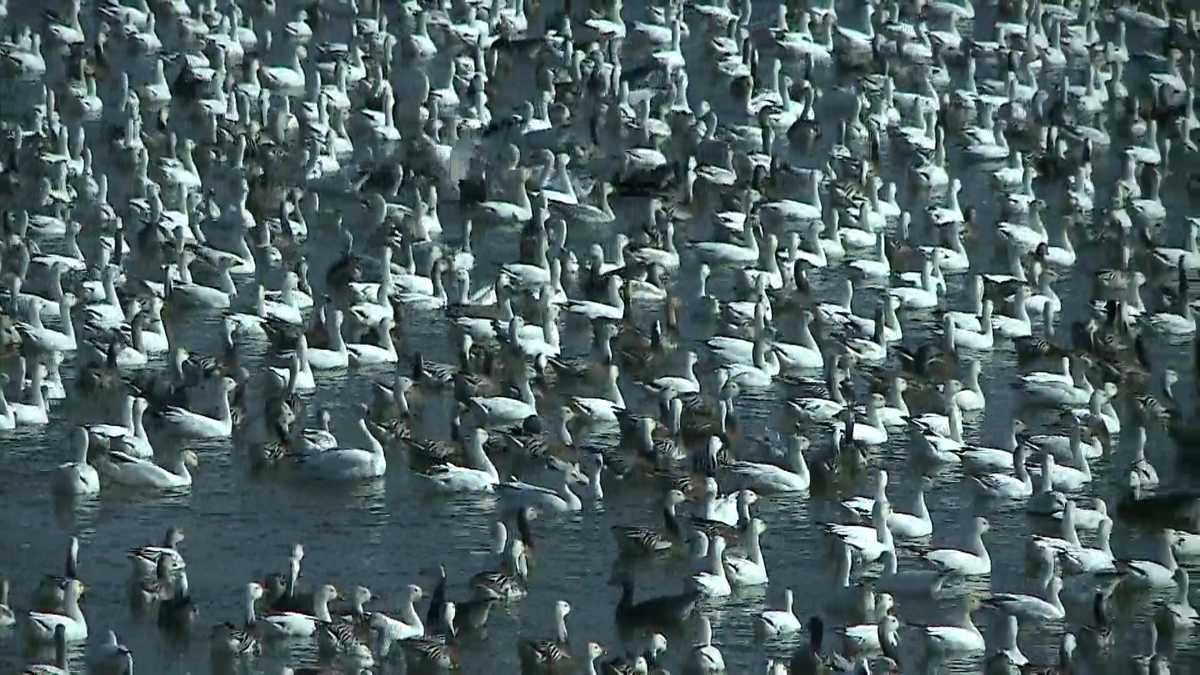 Massive snow geese migration makes for a spectacular sight