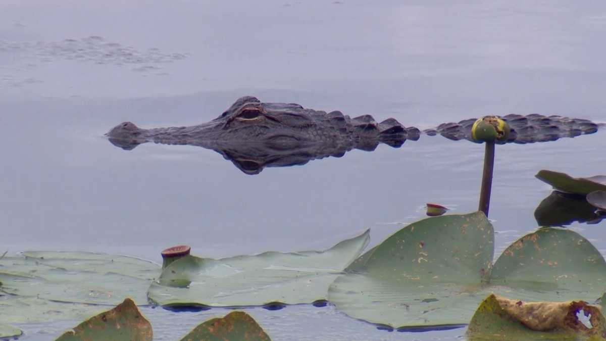 Family playing with toy gator surprised by real-life gator watching them