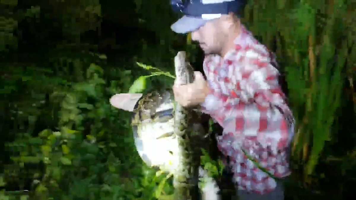 Man saves alligator from 10-foot python