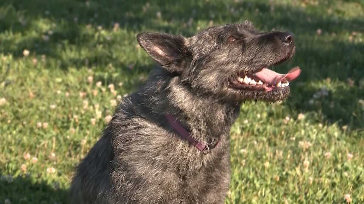 Dog on the mend after being beaten, neglected by owner, police say