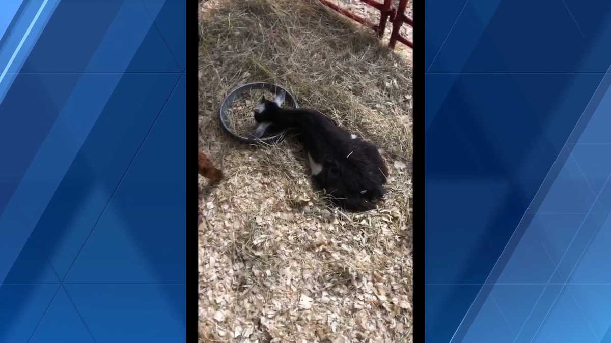 Video of dying animal at state fair petting zoo sparks outrage