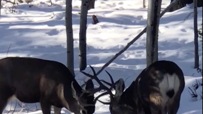 Wild animals walkin' in a winter wonderland