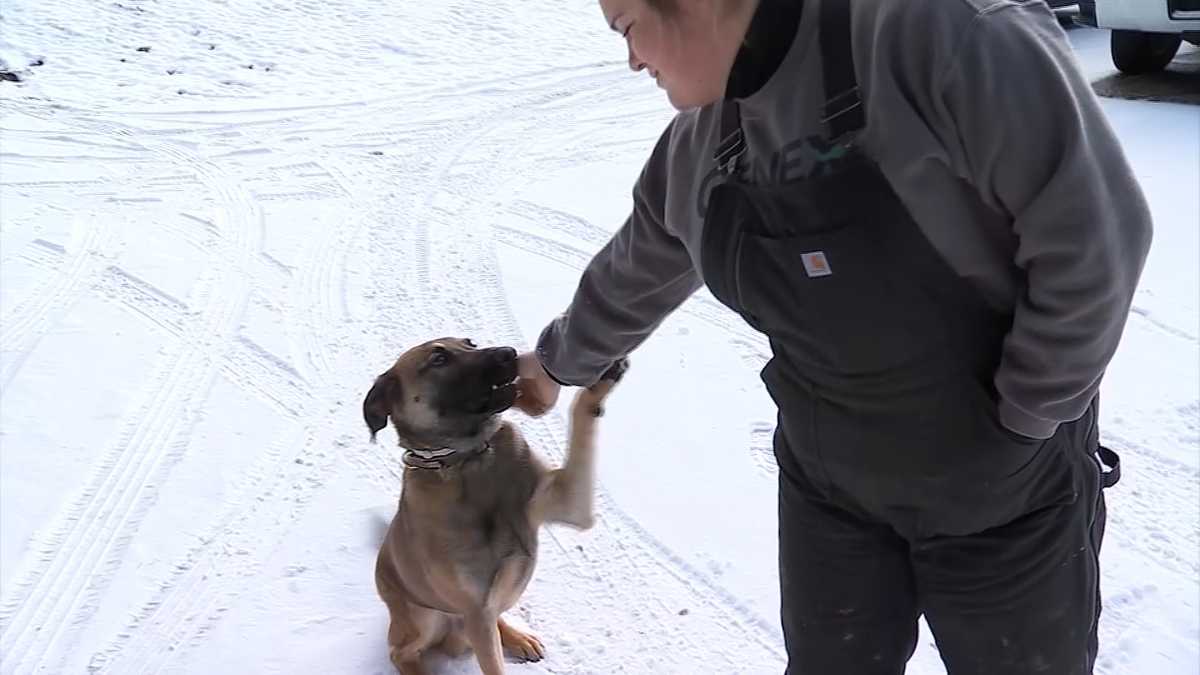 Woman's bad day puts her in place to rescue dog from cold