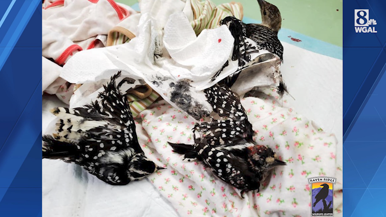 Pa. wildlife center asks people to remove spotted lanternfly tape