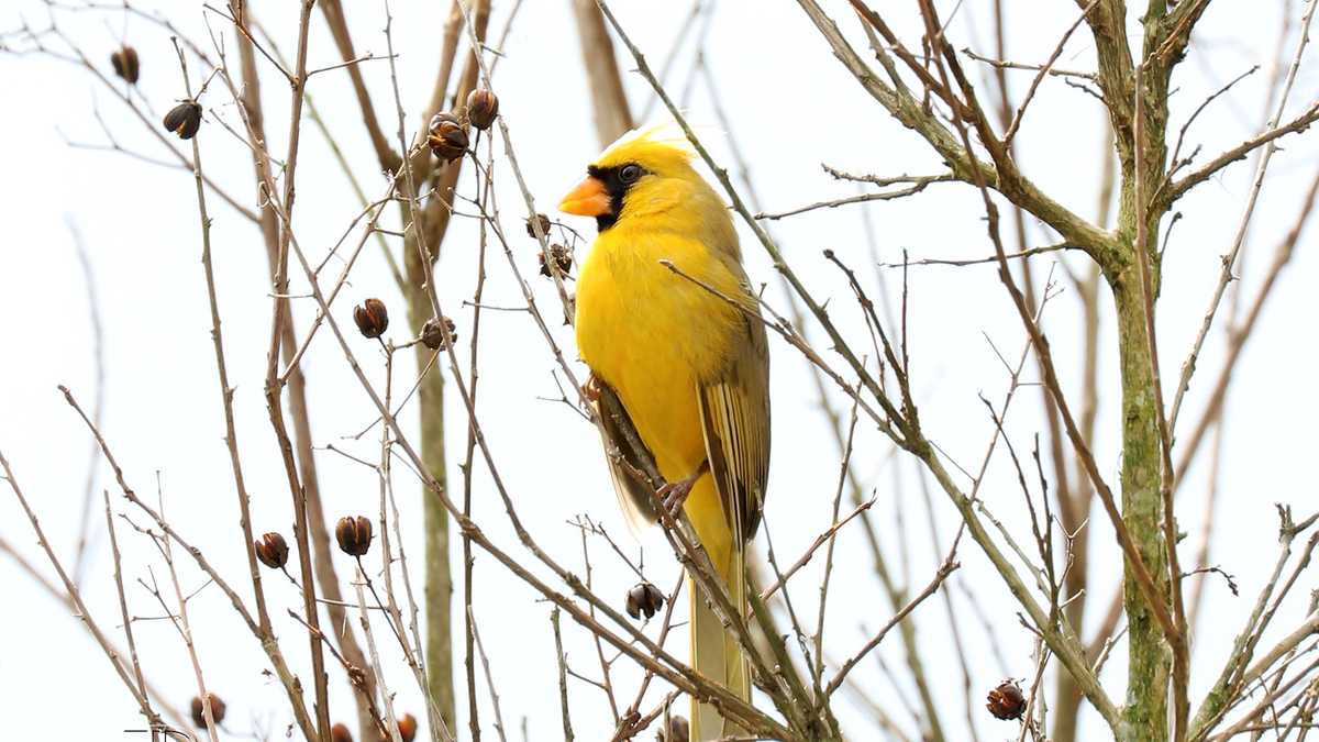 Rare Yellow Cardinal spotted in Alabama