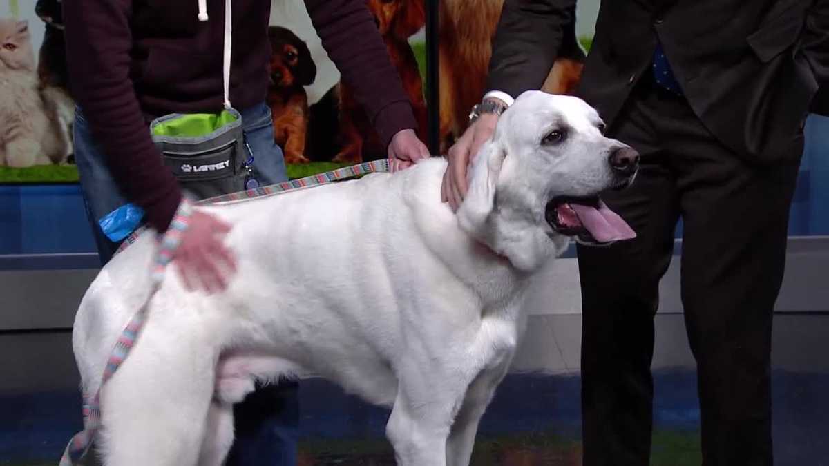 Meet Yeti, Greater Portland's Adoptable Pet of the Week: Feb. 5, 2025