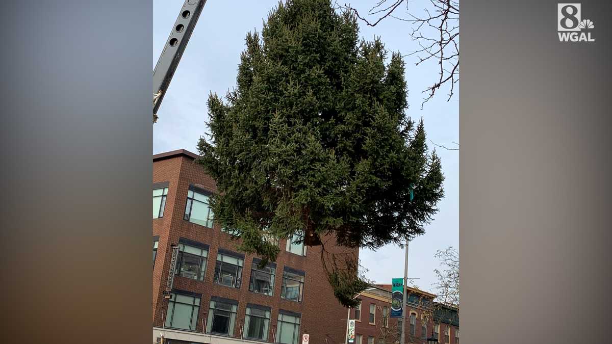 Christmas tree arrives in downtown York
