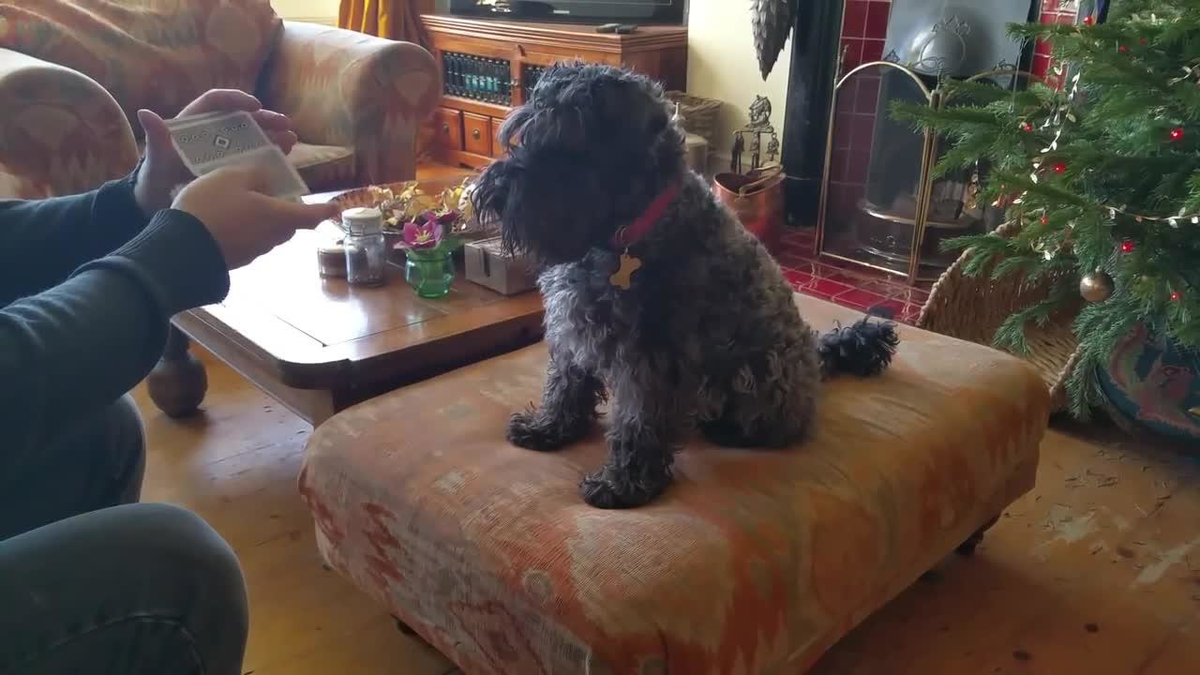 Dog Does Magic Trick