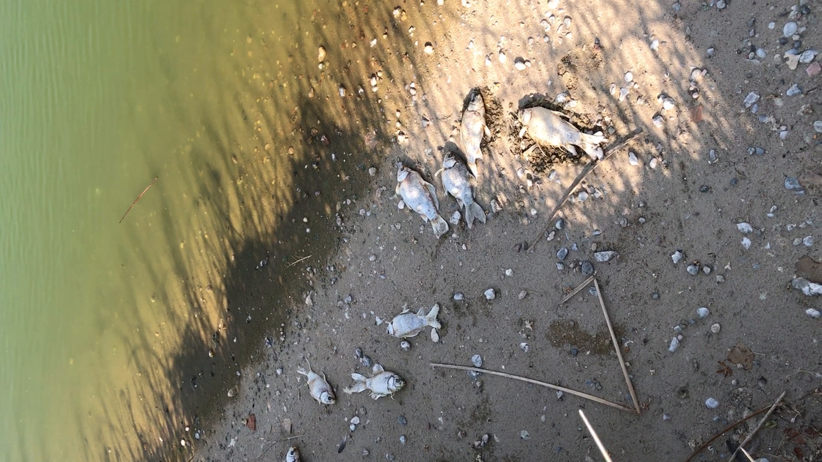 Dead fish leave disturbing smell at Rio Rancho pond