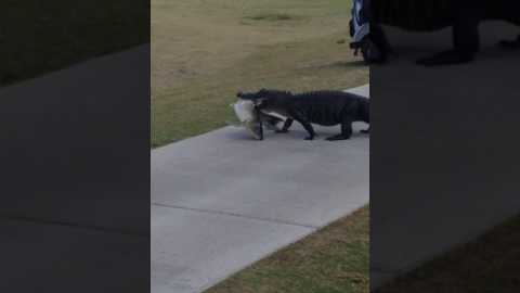 Alligator Strolls Across Florida Golf Course Carrying a Big Fish