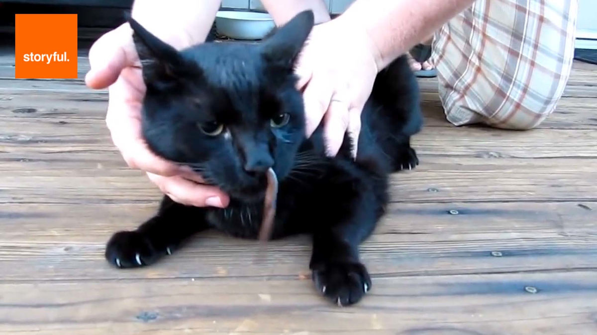 Slithery sneeze: Cat gets snake stuck up its nose